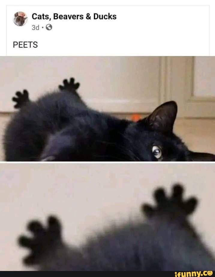 Peets memes. Best Collection of funny Peets pictures on iFunny