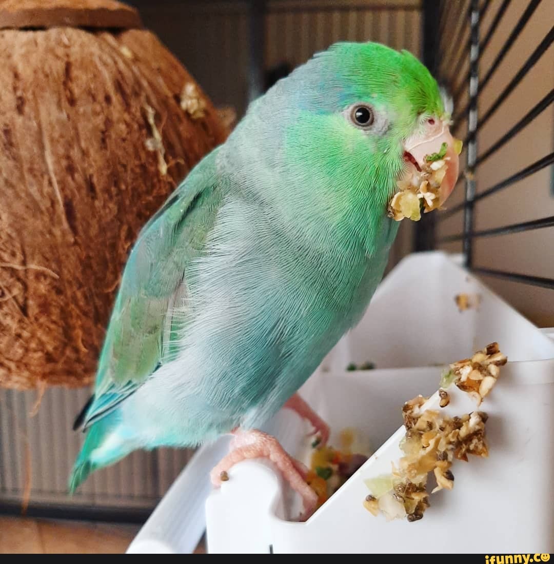 Beak memes. Best Collection of funny Beak pictures on iFunny