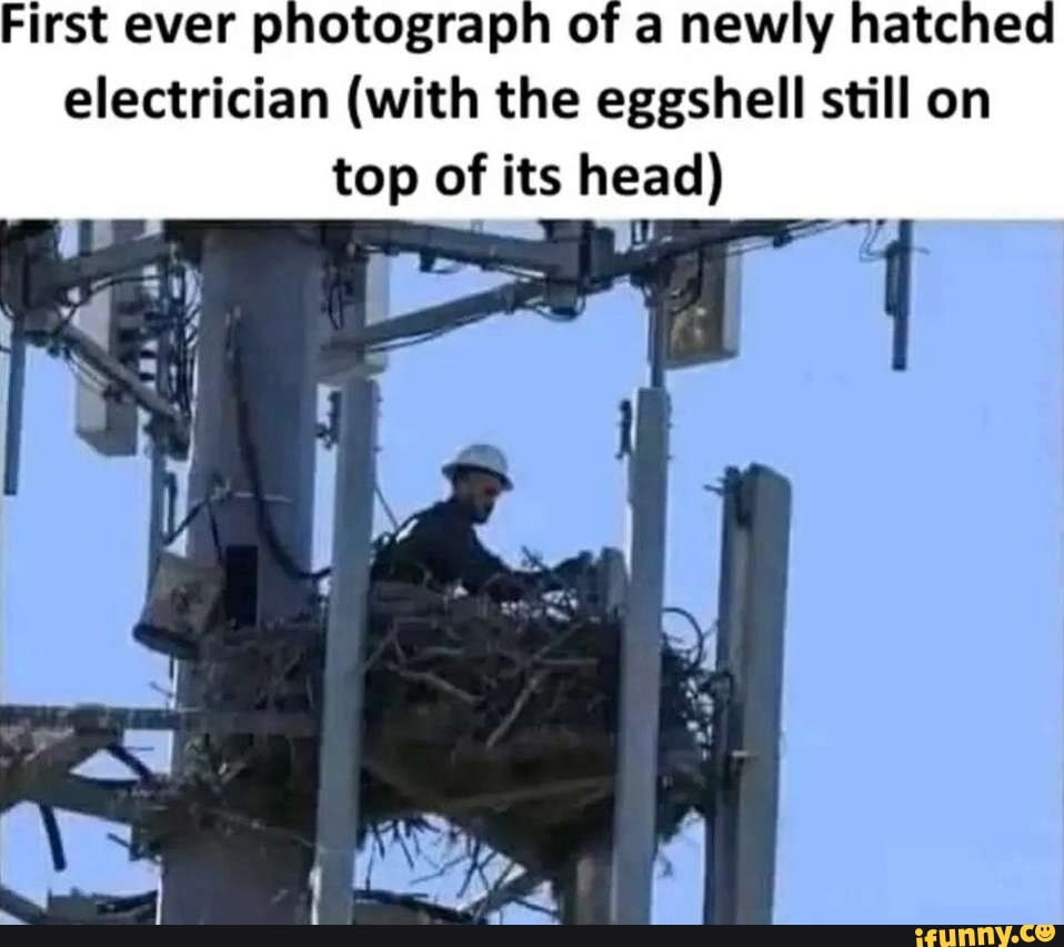 Eggshell memes. Best Collection of funny Eggshell pictures on iFunny