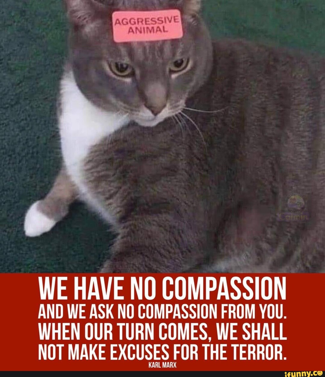 AGGRESSIVE ANIMAL WE HAVE NO COMPASSION AND WE ASK NO COMPASSION FROM ...