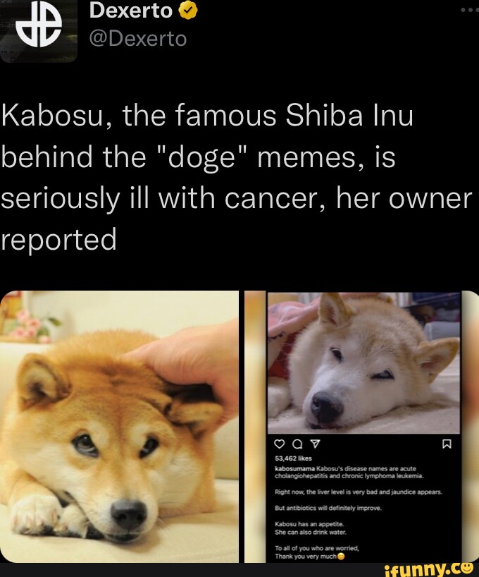 Dexerto @Dexerto Kabosu, the famous Shiba Inu behind the "doge" memes ...