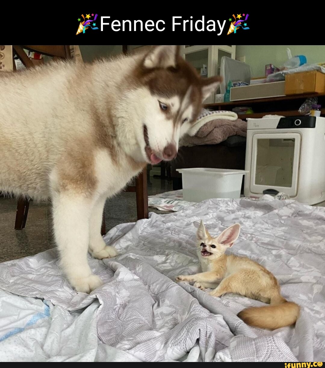 Ie -Fennec Friday - iFunny