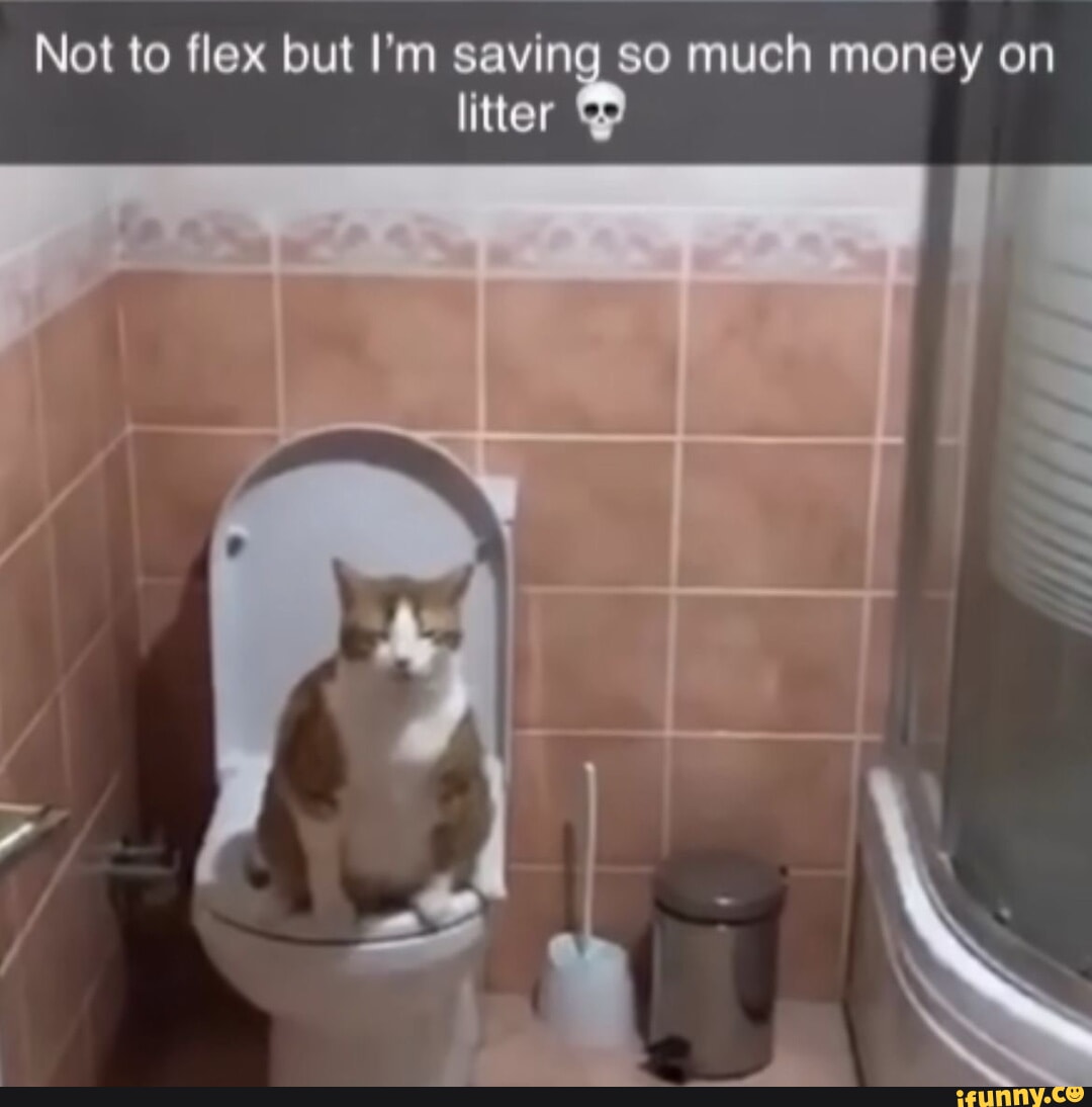 Flex memes. Best Collection of funny Flex pictures on iFunny