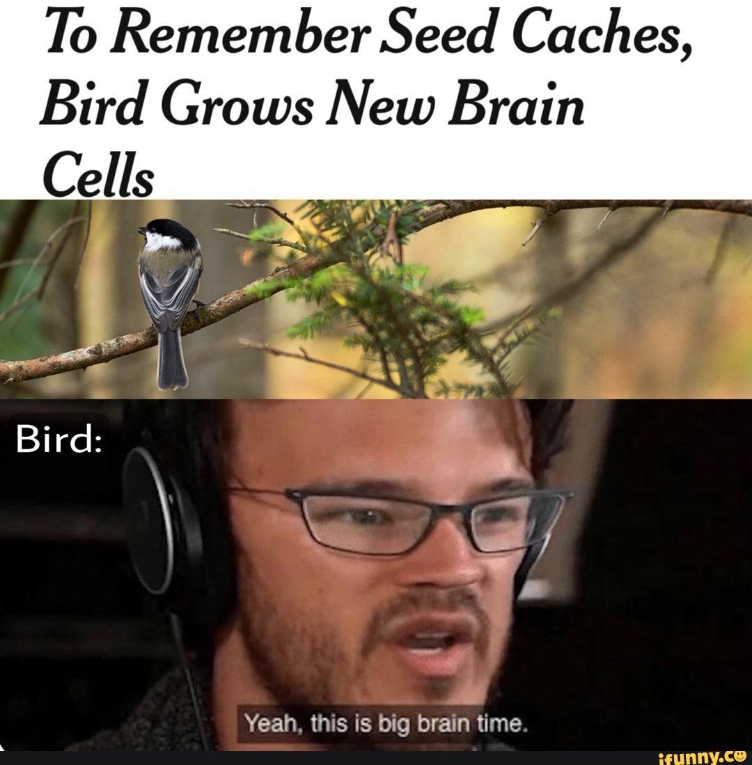 To Remember Seed Caches, Bird Grows New Brain Cells Bird: Yeah, this is ...
