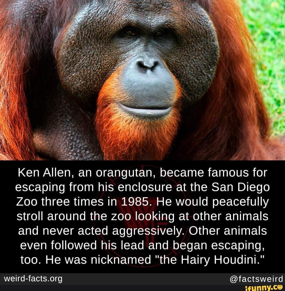 Ken Allen, an orangutan, became famous for escaping from his enclosure ...