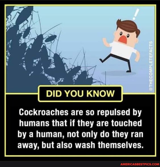 DID YOU KNOW Cockroaches are so repulsed by humans that if they are ...