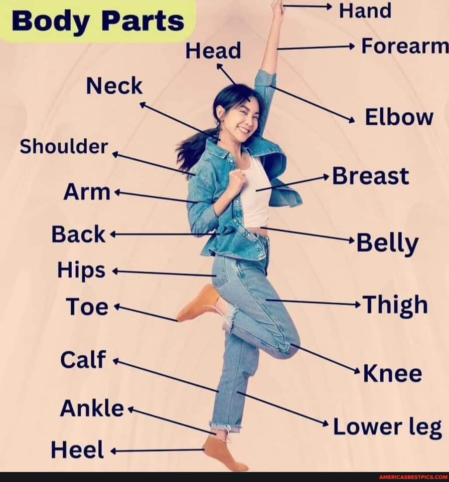 Hand Head Forearm ow Breast Belly Thigh Calf Body Parts Neck Shoulder ...