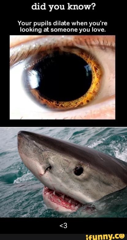 Did you know? Your pupils dilate when you're looking at someone you ...