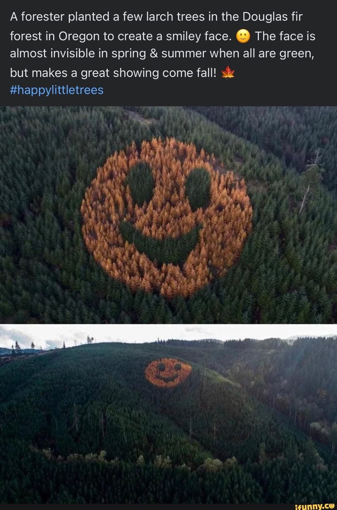 A forester planted a few larch trees in the Douglas fir forest in ...