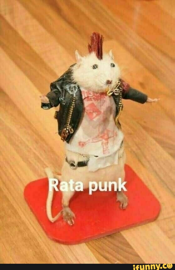 Rata memes. Best Collection of funny Rata pictures on iFunny