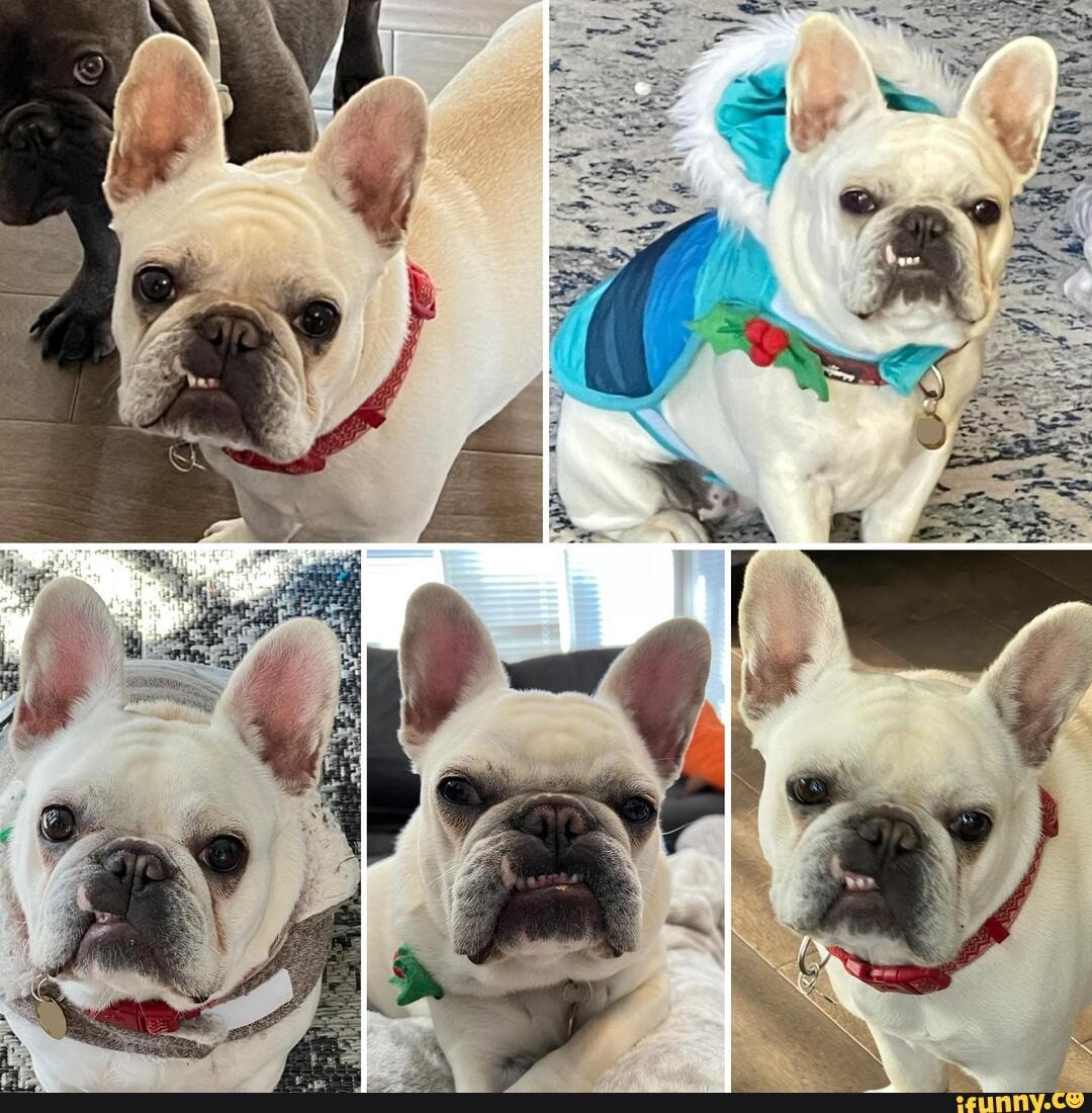 Snaggletooth memes. Best Collection of funny Snaggletooth pictures on ...