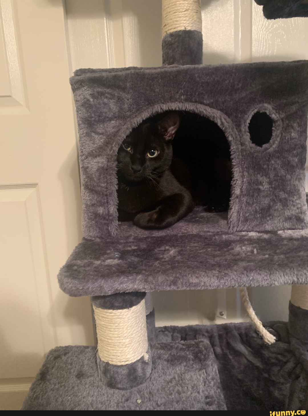 Bagheera memes. Best Collection of funny Bagheera pictures on iFunny