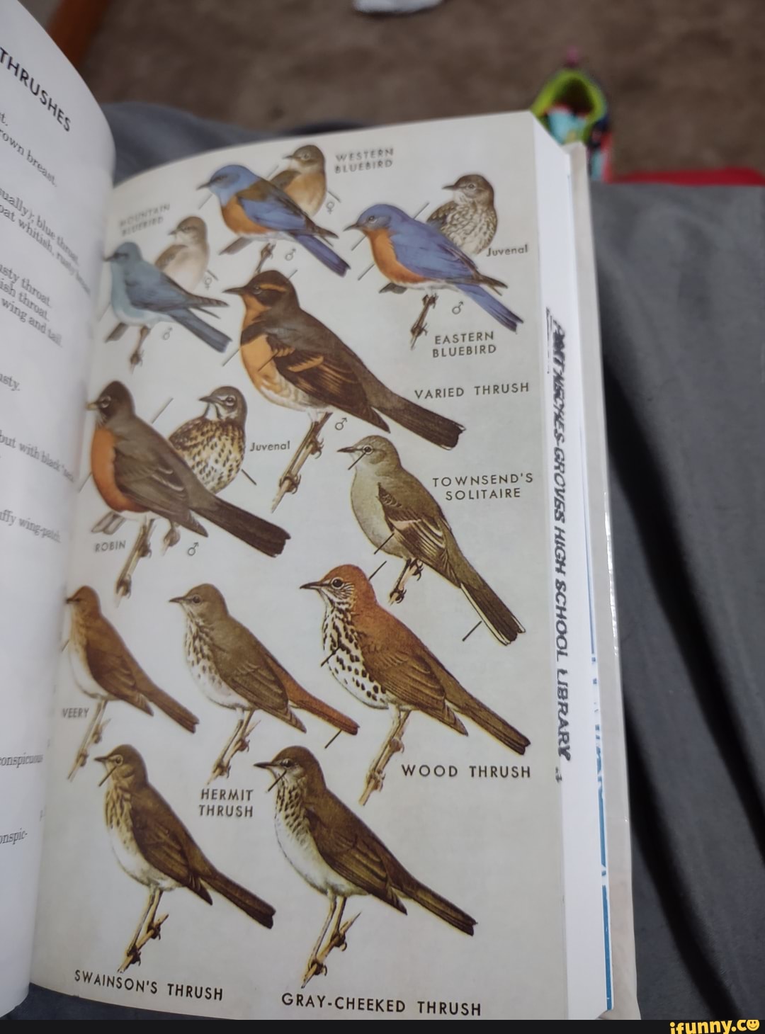 HERMIT THRUSH EASTERN BLUEBIRD VARIED TH RUSH TOWNSEND'S SOLITAIRE ...