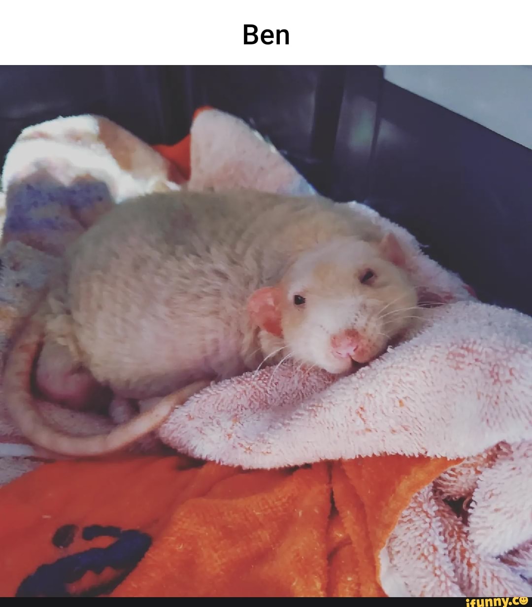 Ratto memes. Best Collection of funny Ratto pictures on iFunny