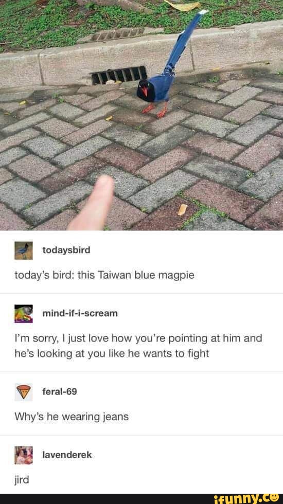 Magpie memes. Best Collection of funny Magpie pictures on iFunny