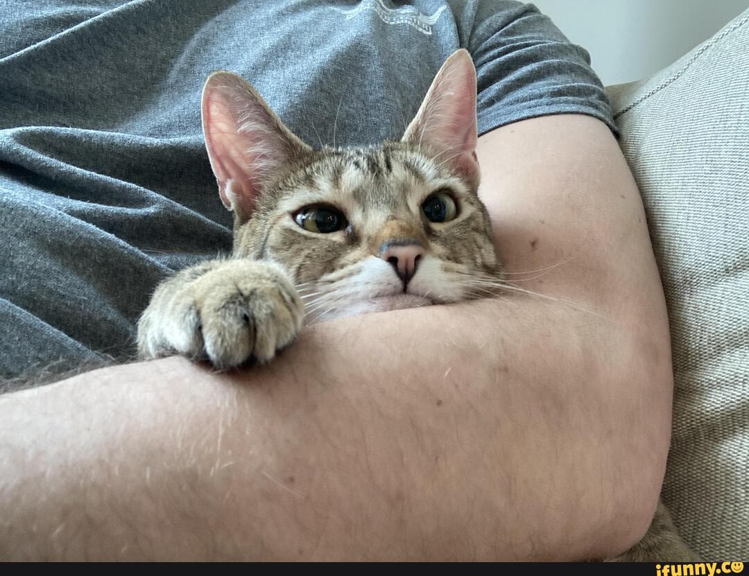 Nubbin memes. Best Collection of funny Nubbin pictures on iFunny