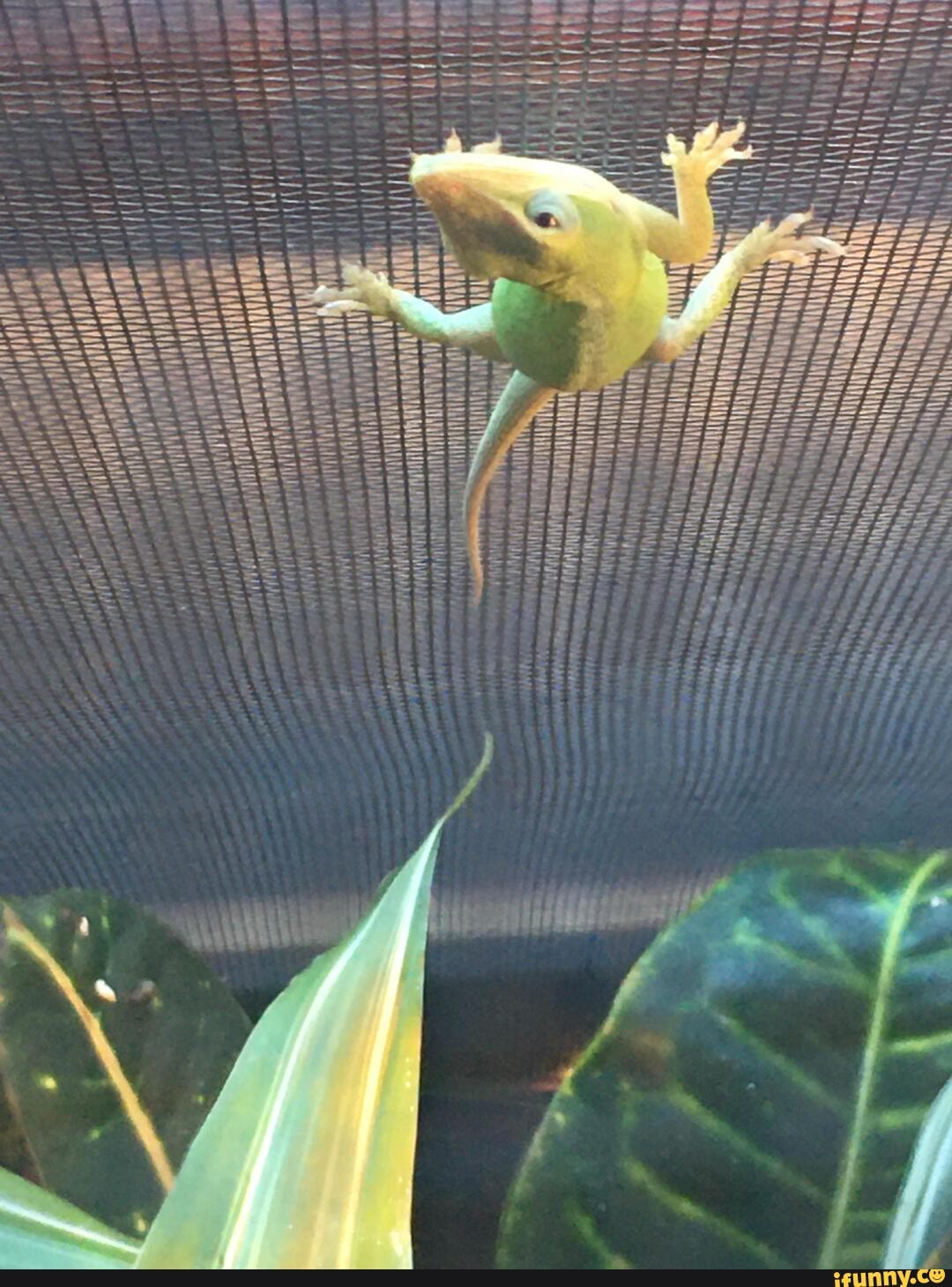 Anoles memes. Best Collection of funny Anoles pictures on iFunny