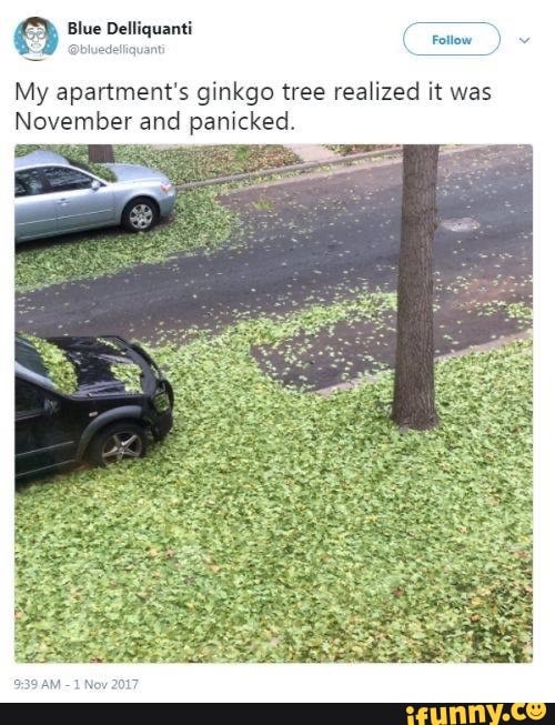 My apanment's ginkgo tree realized it was November and panicked ...