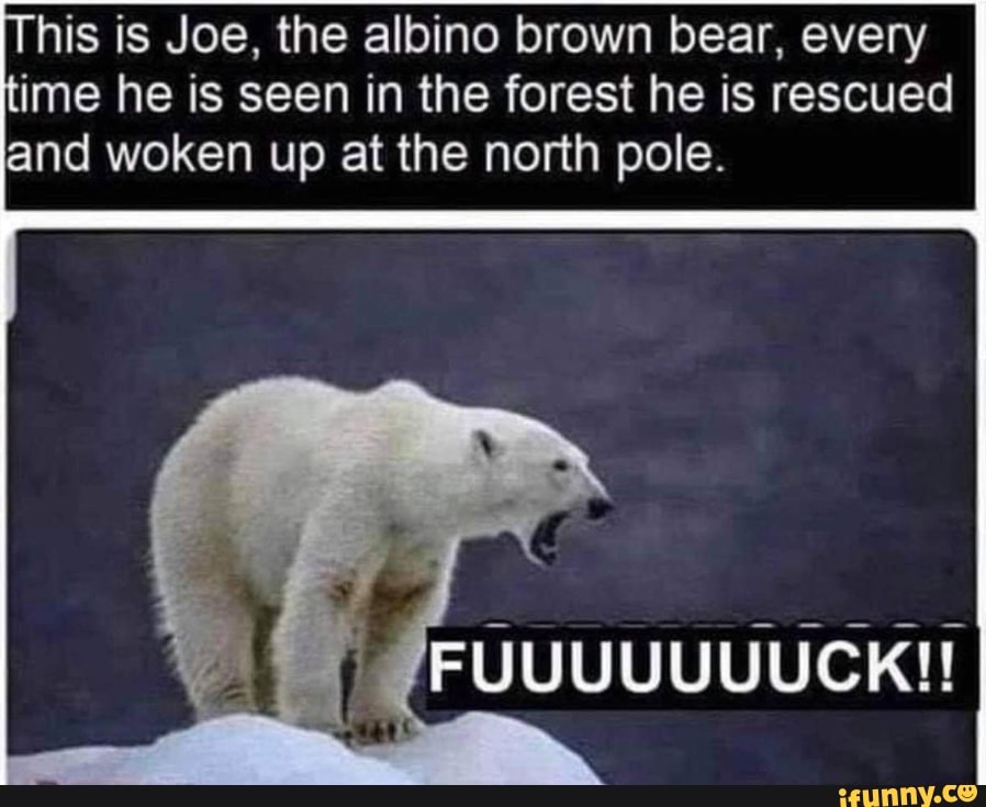 His is Joe, the albino brown bear, every time he is seen in the forest ...