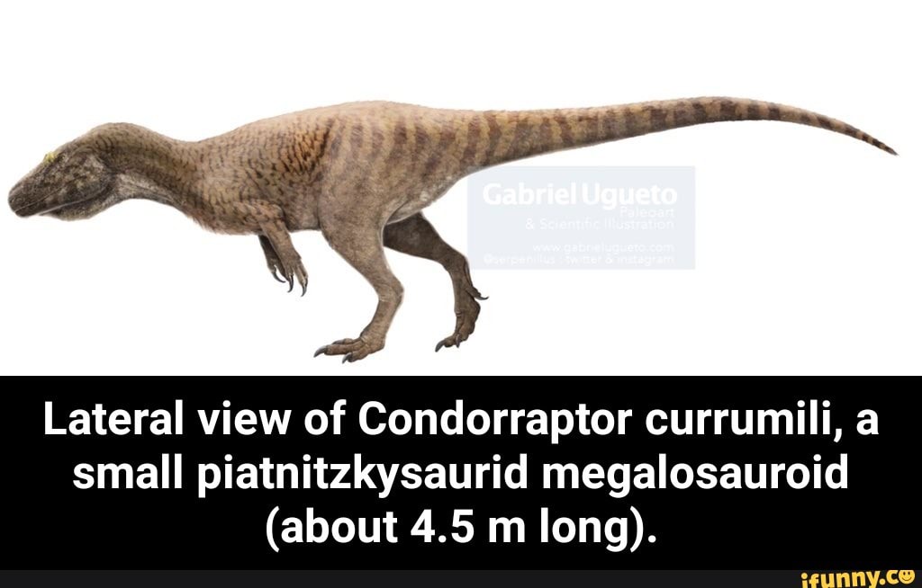 Lateral view of Condorraptor currumili, a small piatnitzkysaurid ...