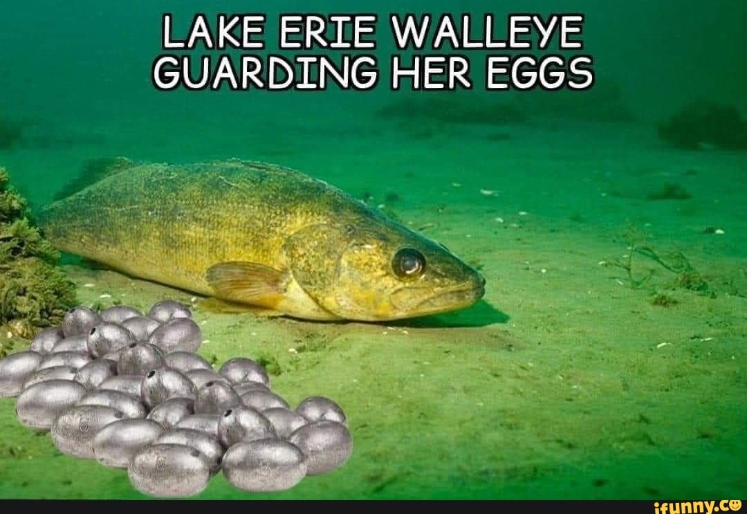 Walleye memes. Best Collection of funny Walleye pictures on iFunny