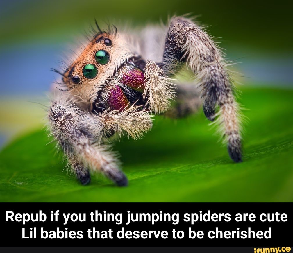 Repub if you thing jumping spiders are cute Lil babies that deserve to ...