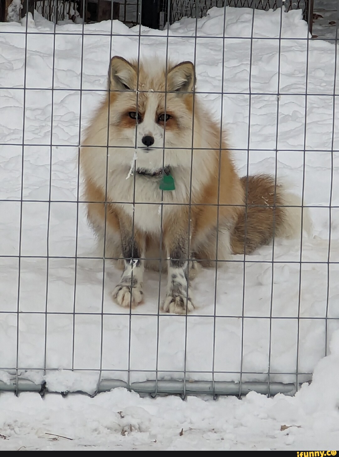 Tfm_skeeter memes. Best Collection of funny Tfm_skeeter pictures on iFunny