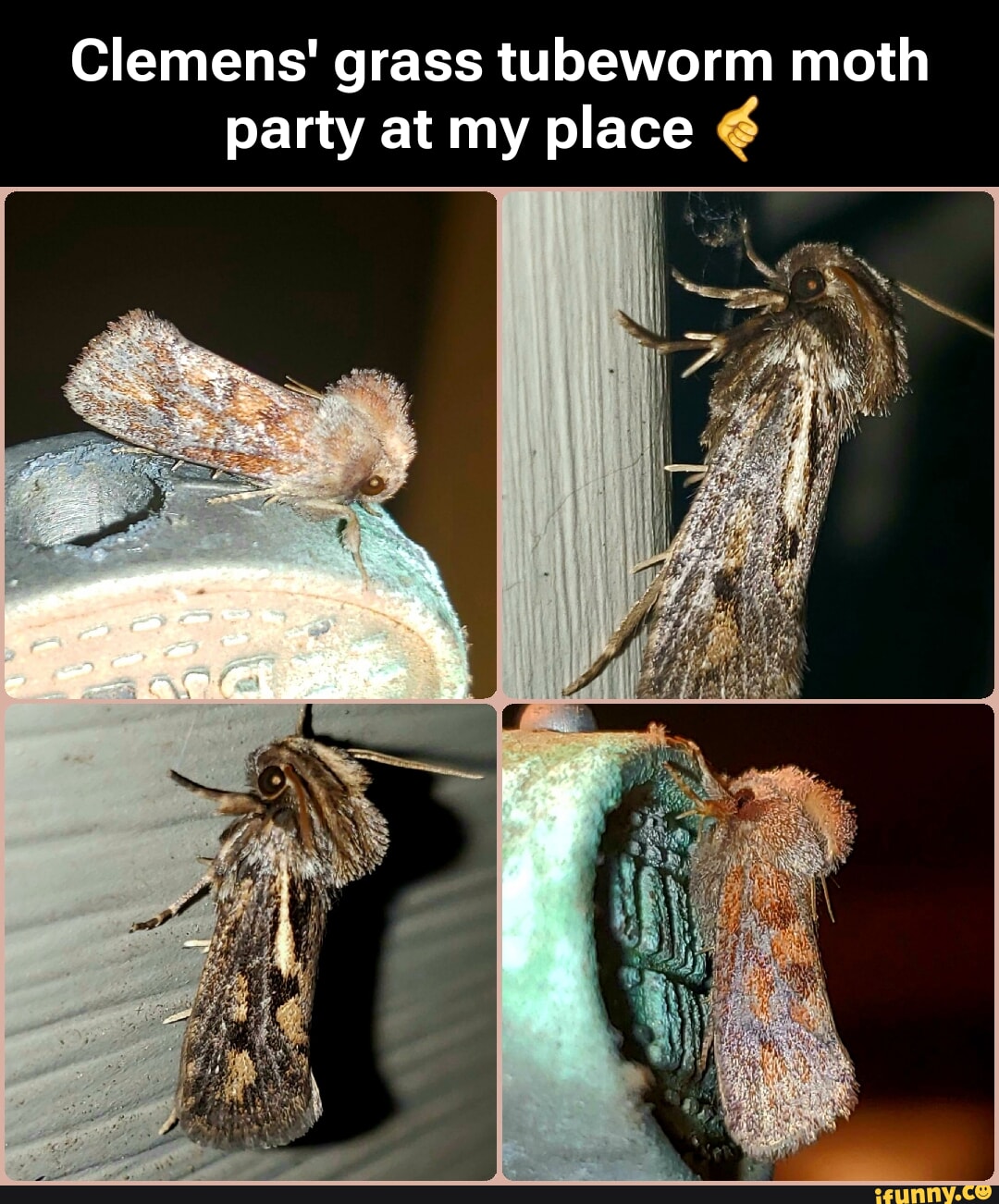 Dimorphism memes. Best Collection of funny Dimorphism pictures on iFunny