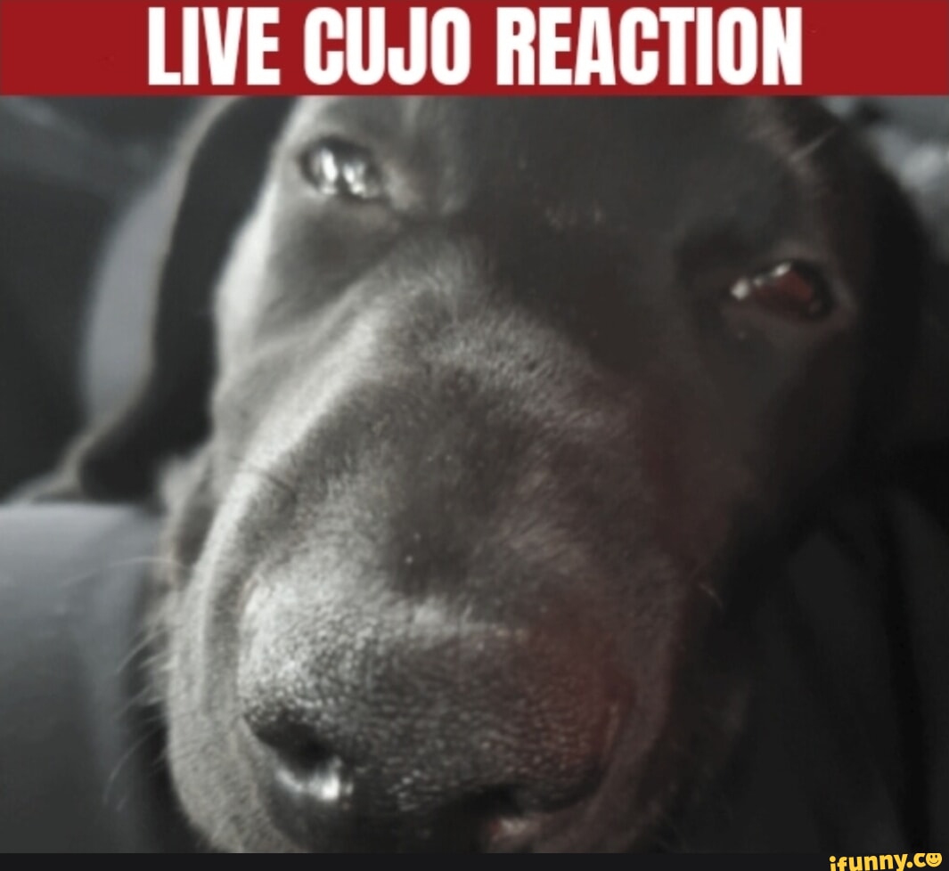 Cujo memes. Best Collection of funny Cujo pictures on iFunny