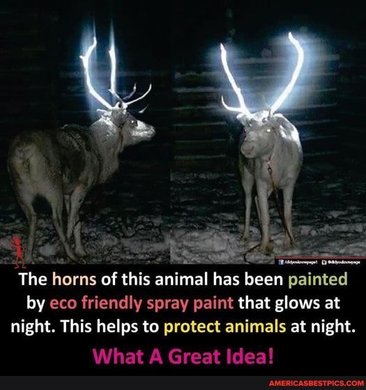 The horns of this animal has been painted by eco friendly spray paint ...