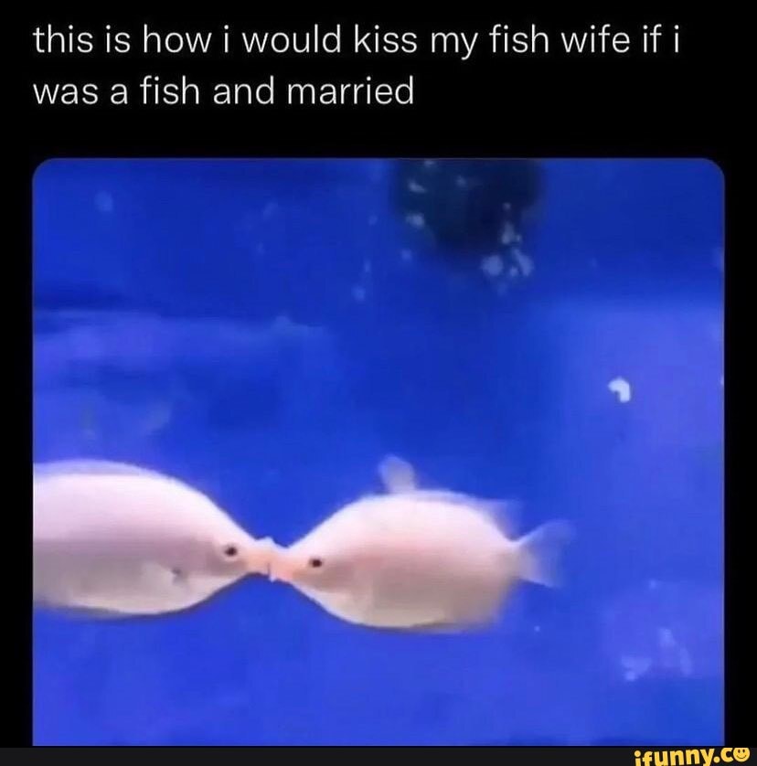 This is how i would kiss my fish wife if was a fish and married - iFunny