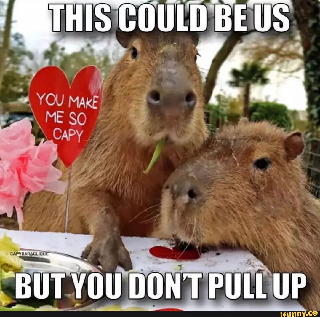 Capy memes. Best Collection of funny Capy pictures on iFunny