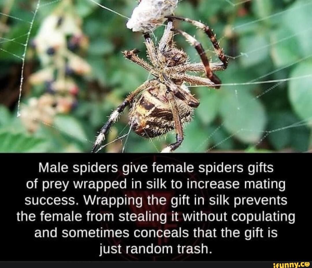 Male spiders give female spiders gifts of prey wrapped in silk to ...