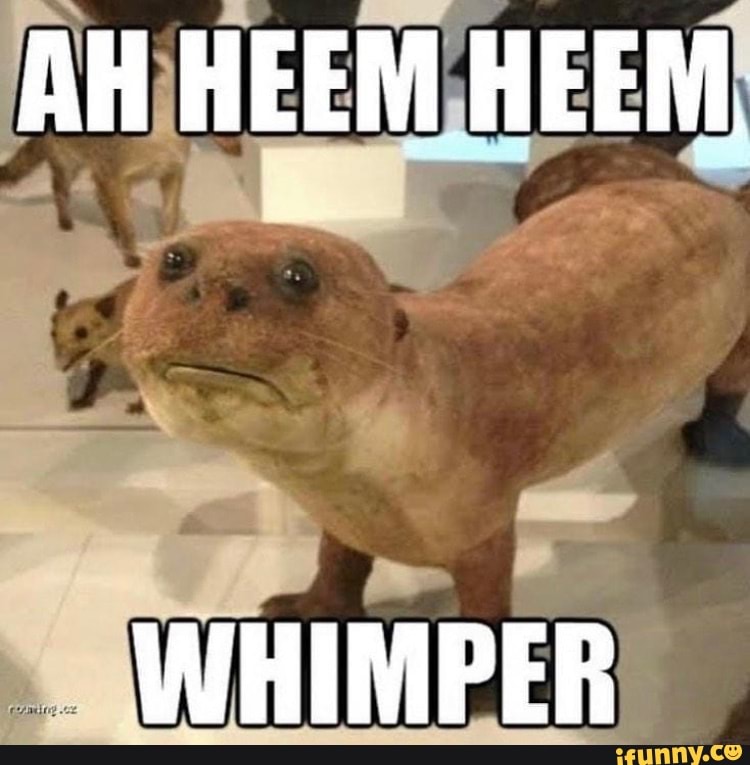Whimper memes. Best Collection of funny Whimper pictures on iFunny