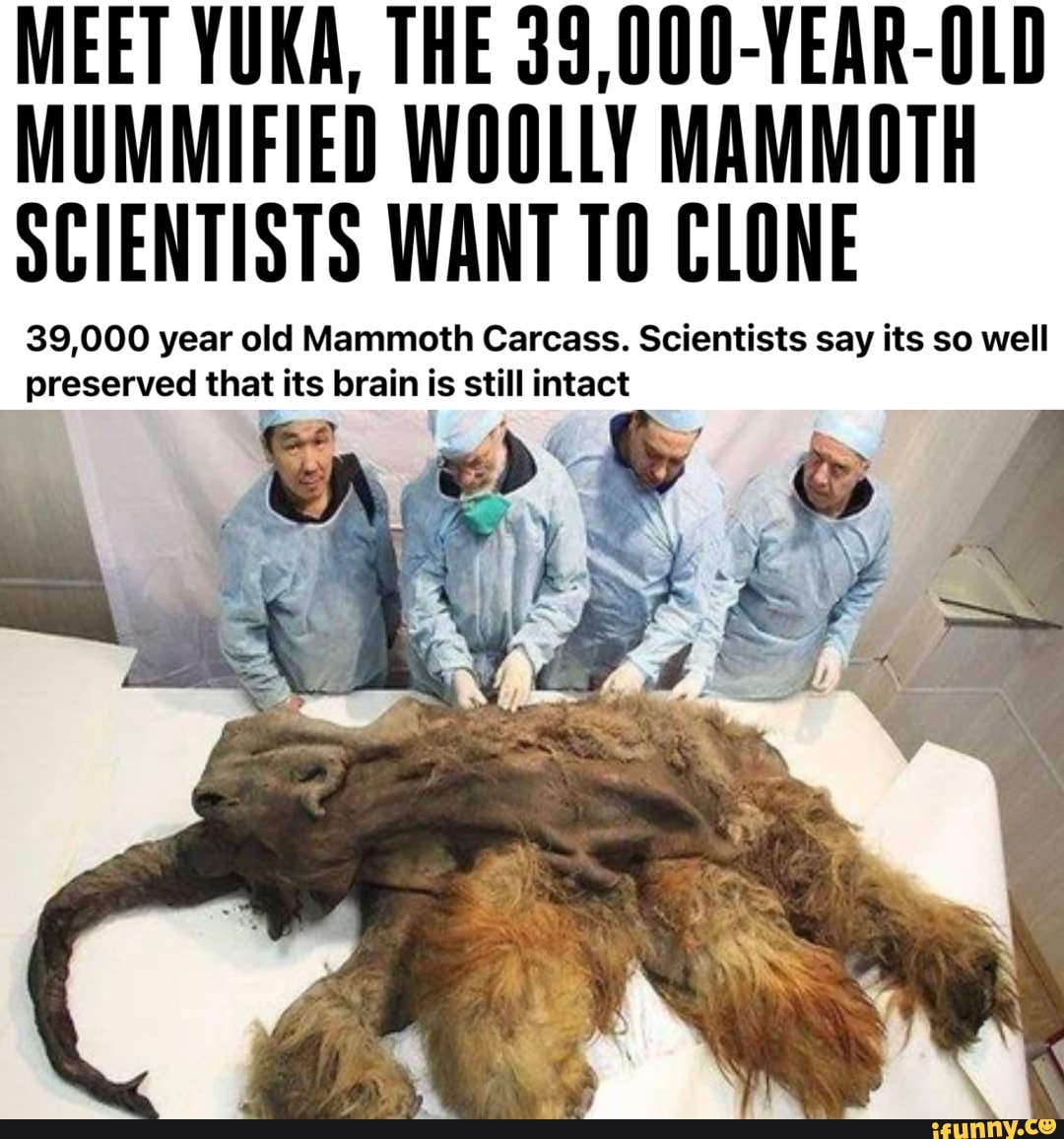 (889) . . 890 featured - MEET YUKA, THE 39,000-YEAR-OLD MUMMIFIED ...