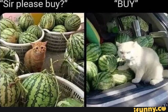 Officer Rex Engelbert of Body n Camera - iFunny