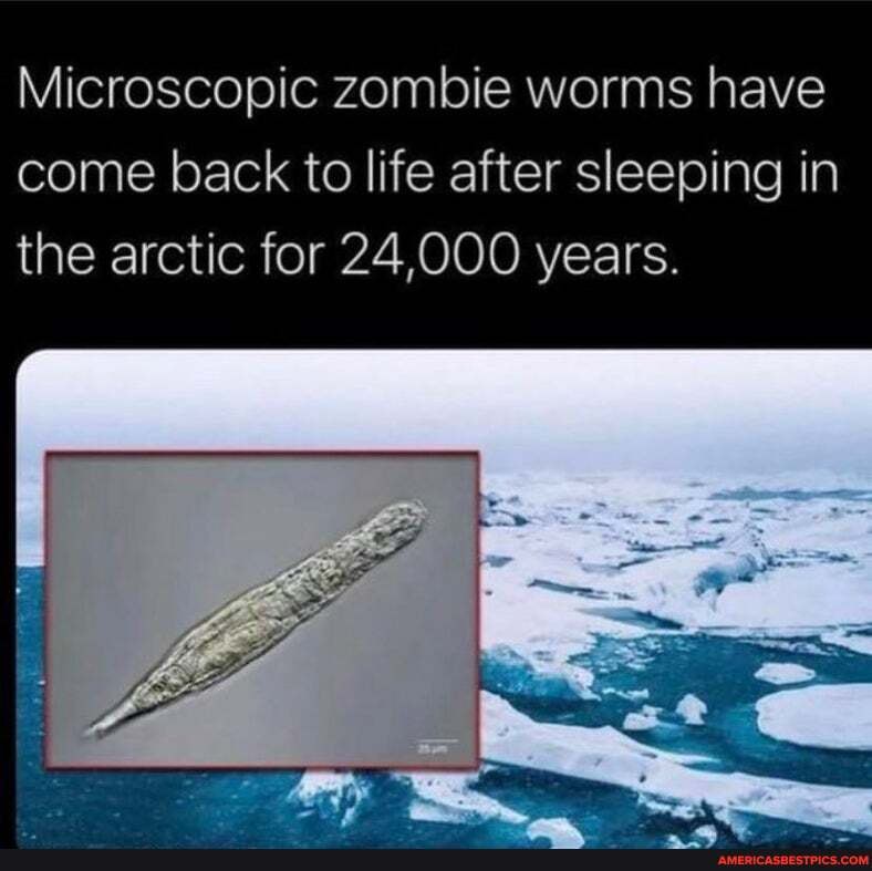 Microscopic zombie worms have come back to life after sleeping in the ...