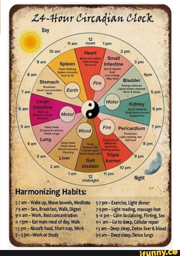 Circadian Clock Day Harmonizing Habits: am Wake up, Move bowels ...