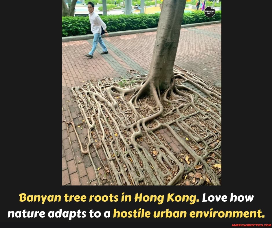 Banyan tree roots in Hong Kong. Love how nature adapts to a hostile ...