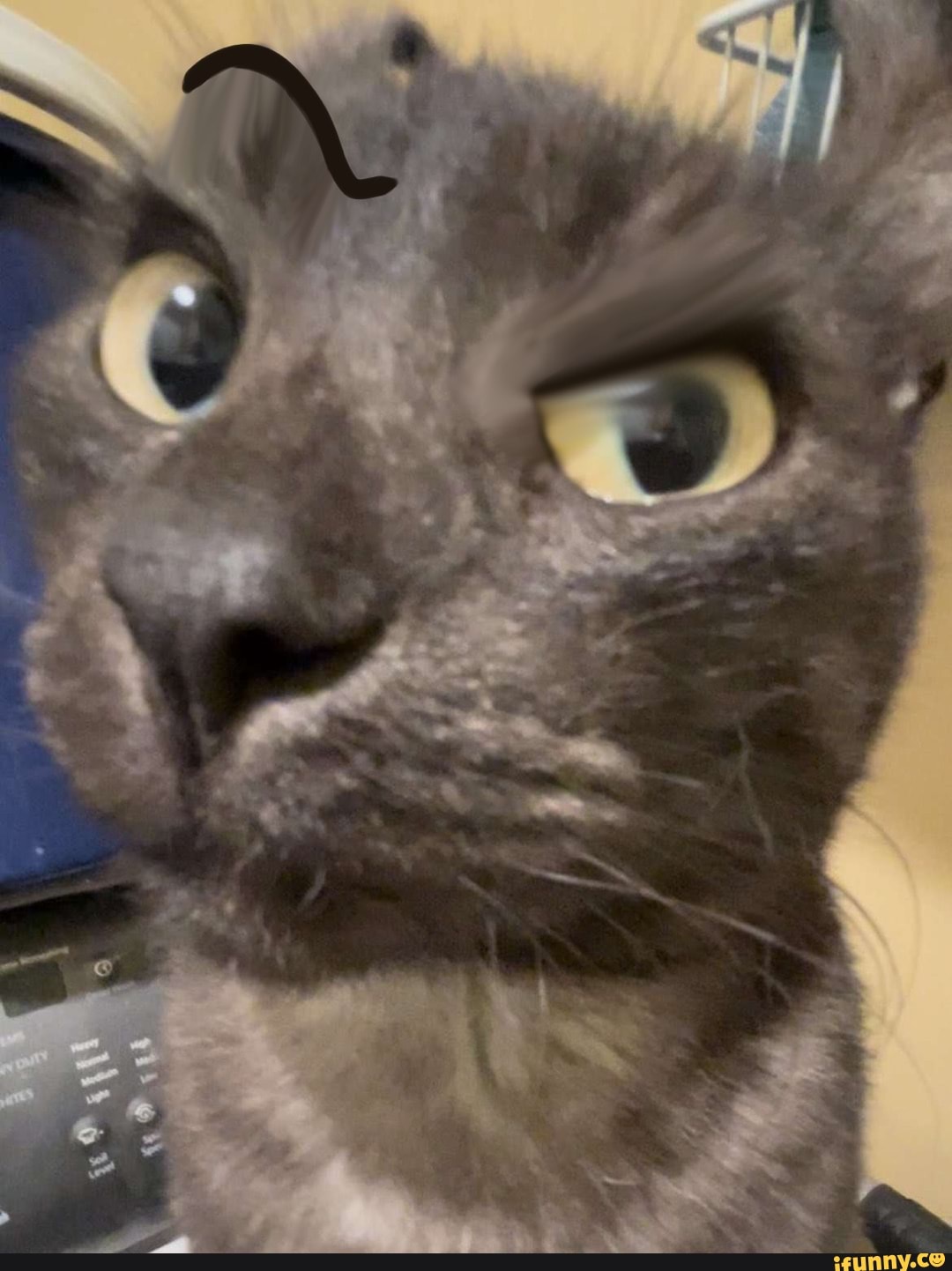 Meliv memes. Best Collection of funny Meliv pictures on iFunny