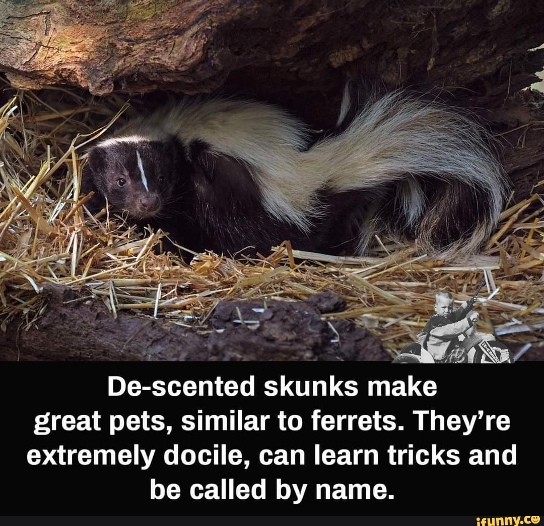 De-scented skunks make great pets, similar to ferrets. They're ...