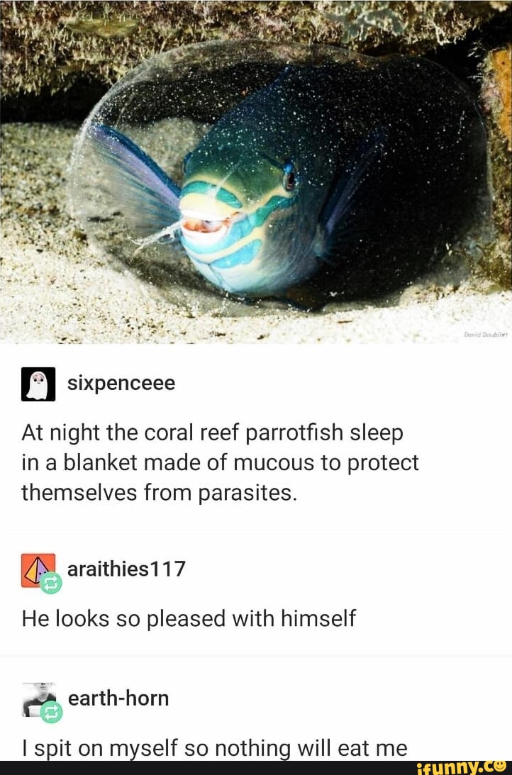 Parrotfish memes. Best Collection of funny Parrotfish pictures on iFunny