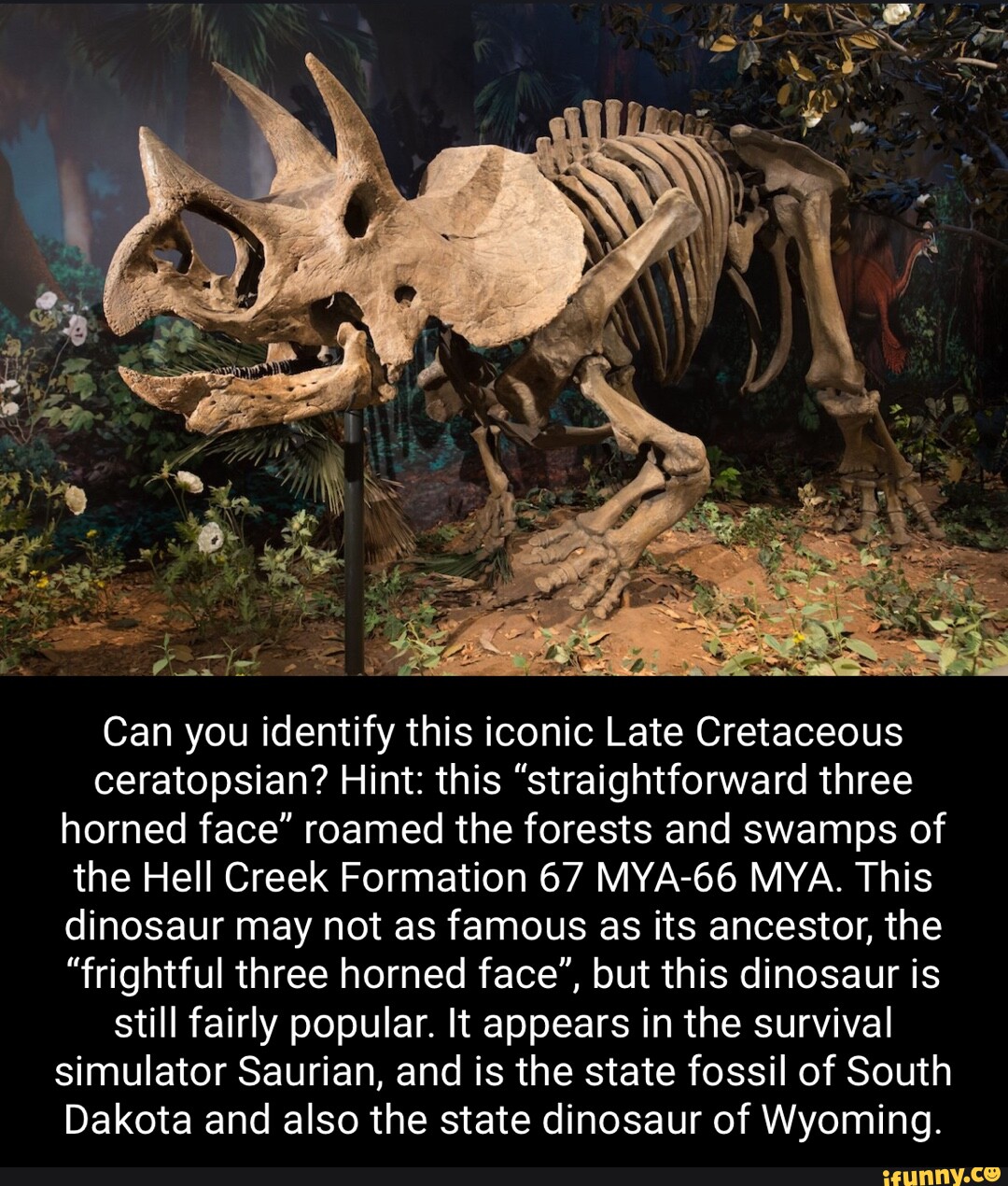 Can you identify this iconic Late Cretaceous ceratopsian? Hint: this ...