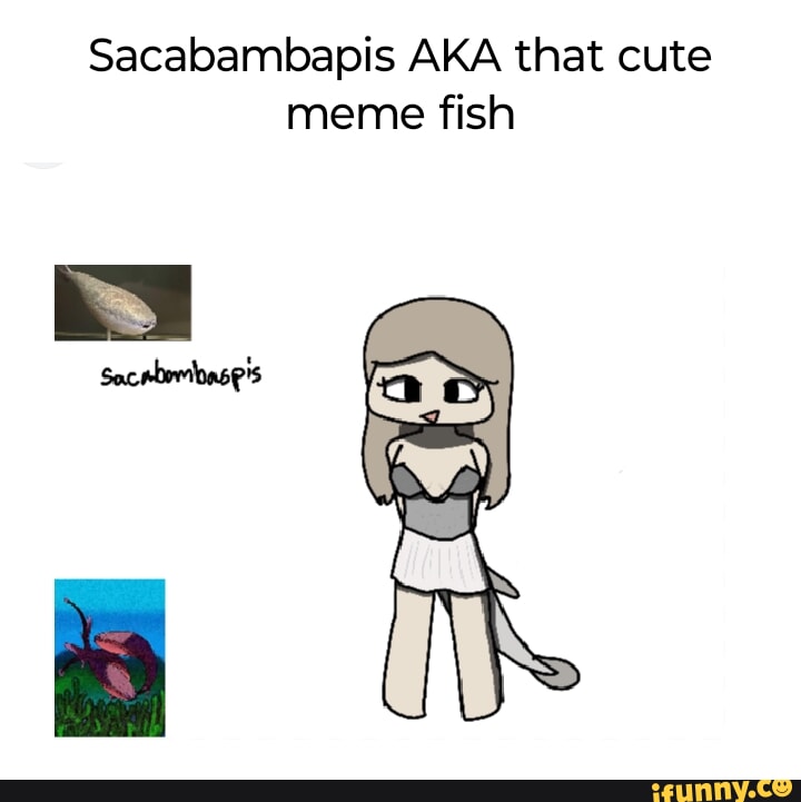 Sacabambapis AKA that cute meme fish - iFunny