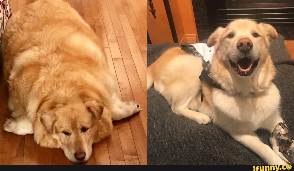 Fat_dog memes. Best Collection of funny Fat_dog pictures on iFunny