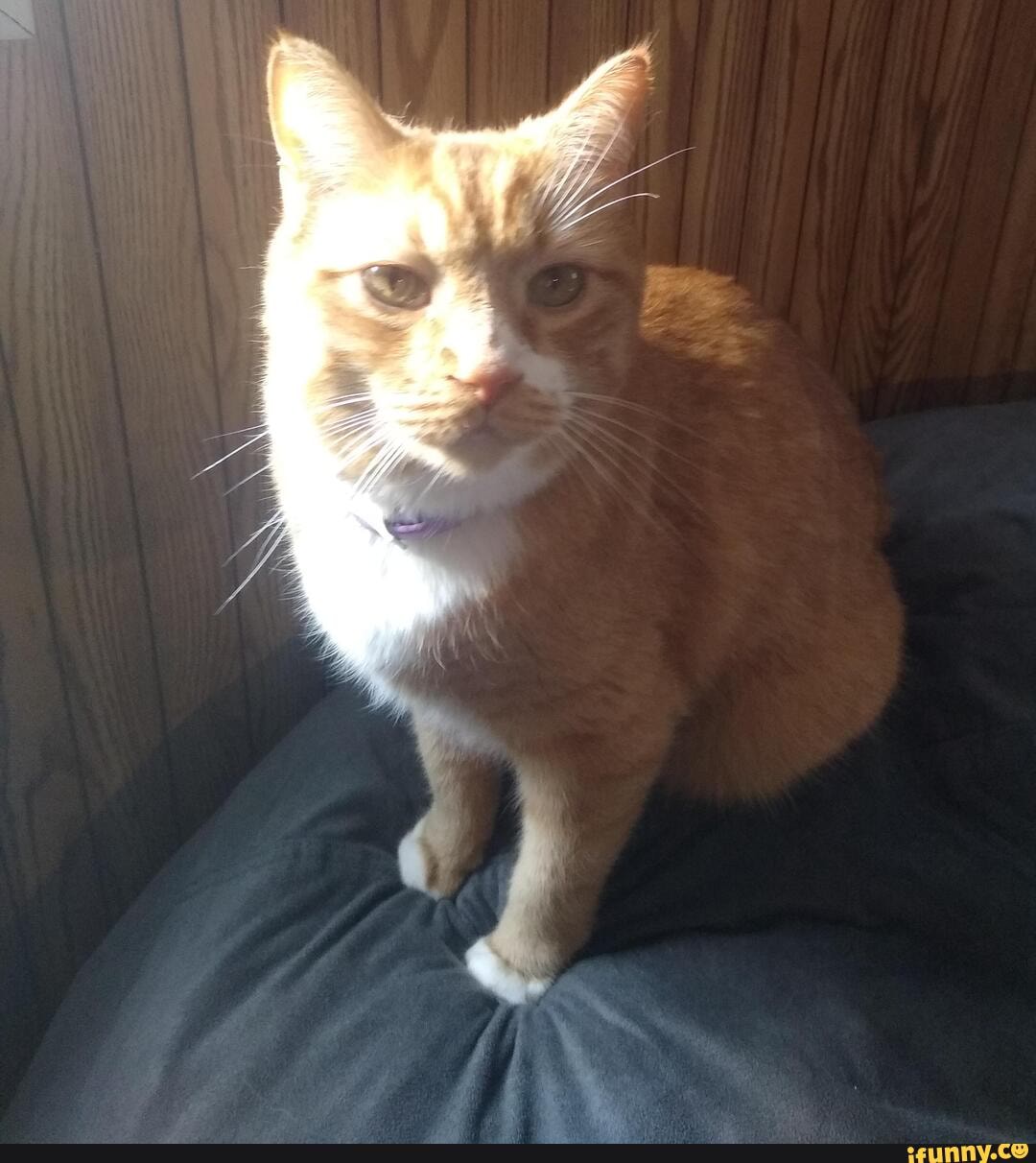 Stumpy memes. Best Collection of funny Stumpy pictures on iFunny