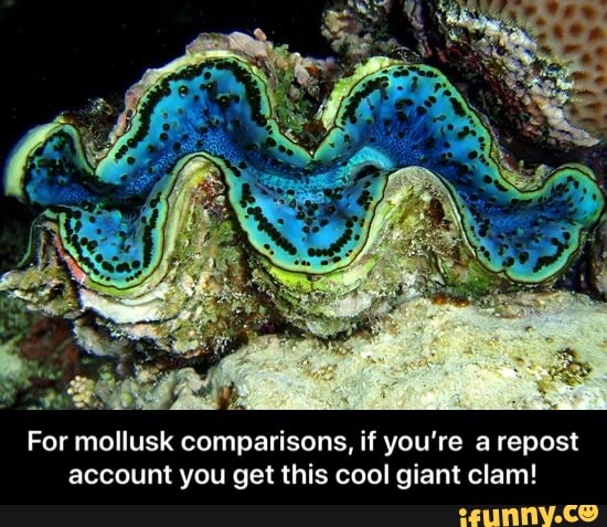 For mollusk comparisons, if you're a repost account you get this cool ...