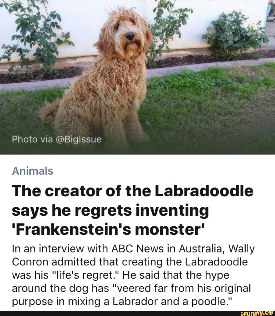Animals The creator of the Labradoodle says he regrets inventing ...