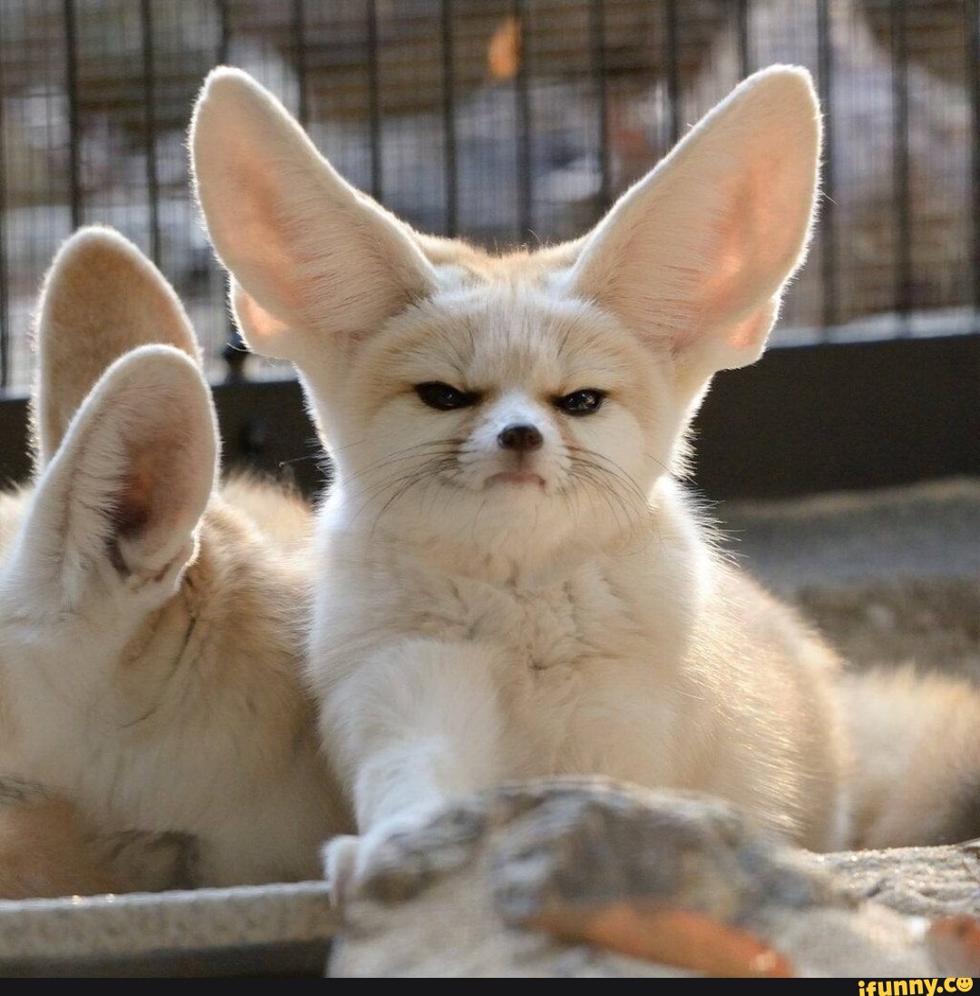 Picture memes ohZI8vTLA by Fennernaut: 4 comments - iFunny