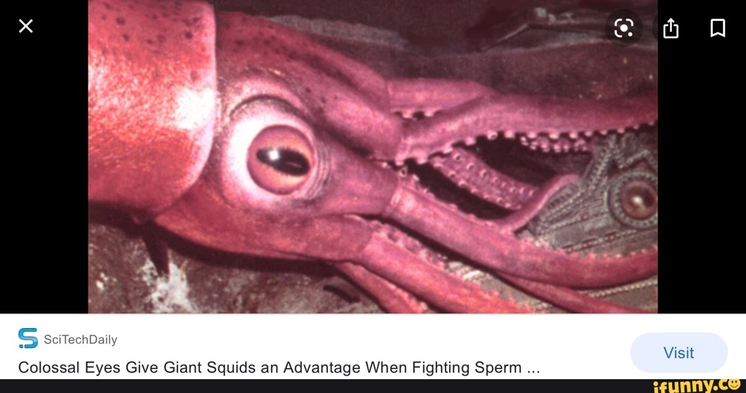 Visit Colossal Eyes Give Giant Squids an Advantage When Fighting Sperm - iFunny